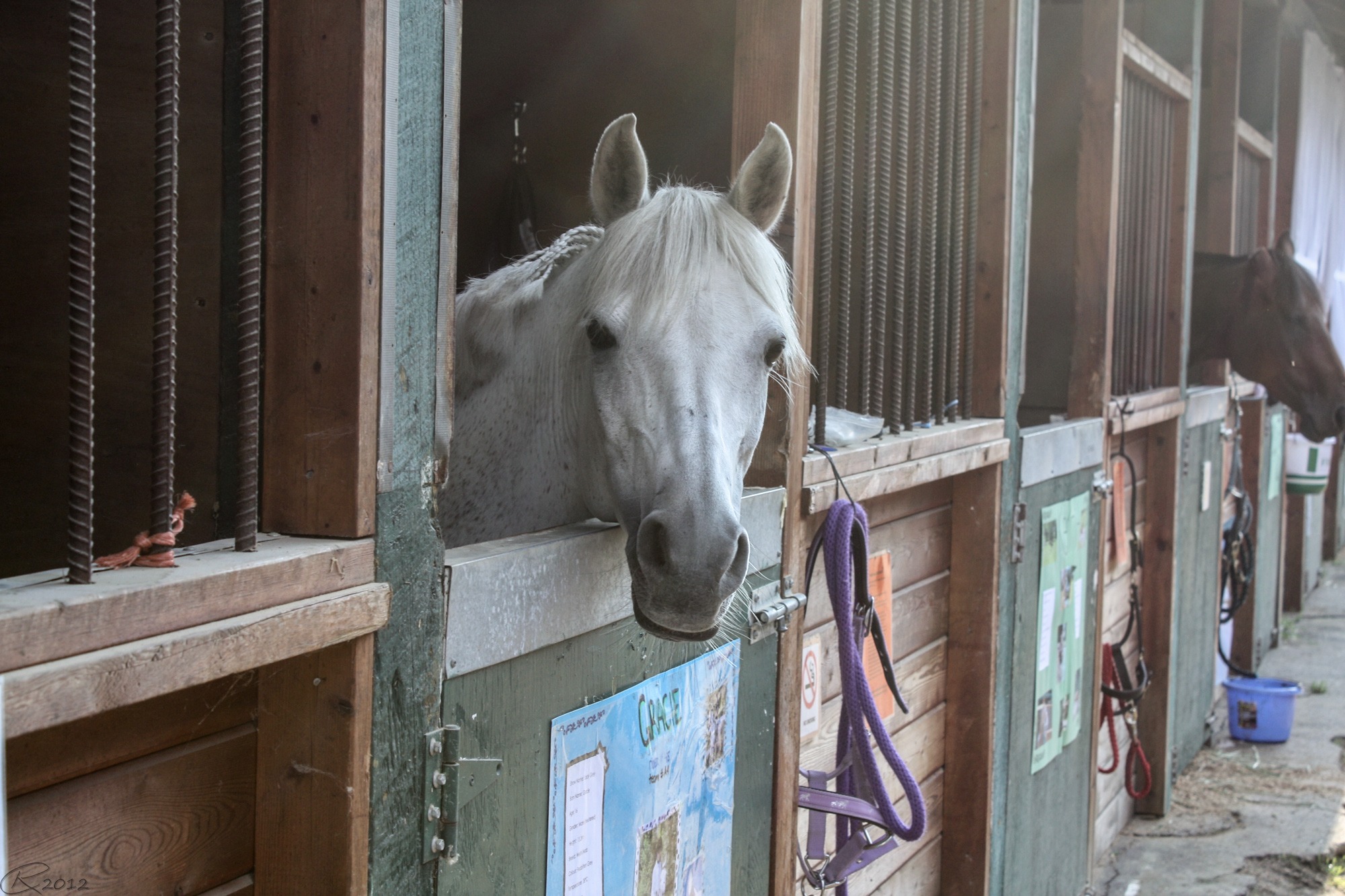 A Stable Situation: needs and habits of the horse - Academie Duello ...